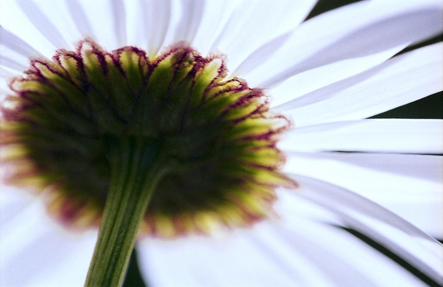 Behind the daisy Photograph by Patrick Kessler - Fine Art America
