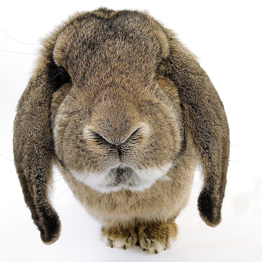 Belier Francais Rabbit Photograph By Jean Michel Labat Pixels
