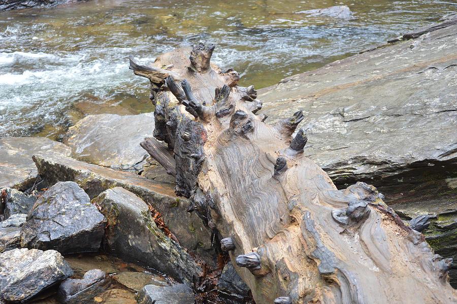 Below the Falls - large tree log Photograph by Roy Erickson - Fine Art ...