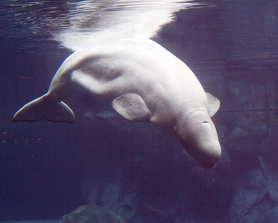 Beluga Photograph by John Barfield - Fine Art America