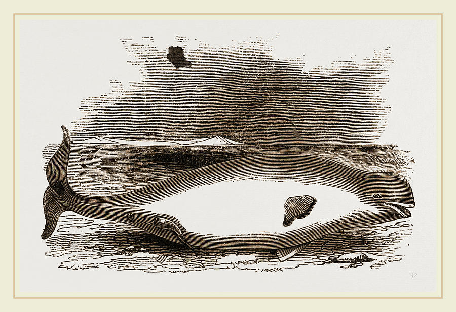 Beluga Drawing by Litz Collection
