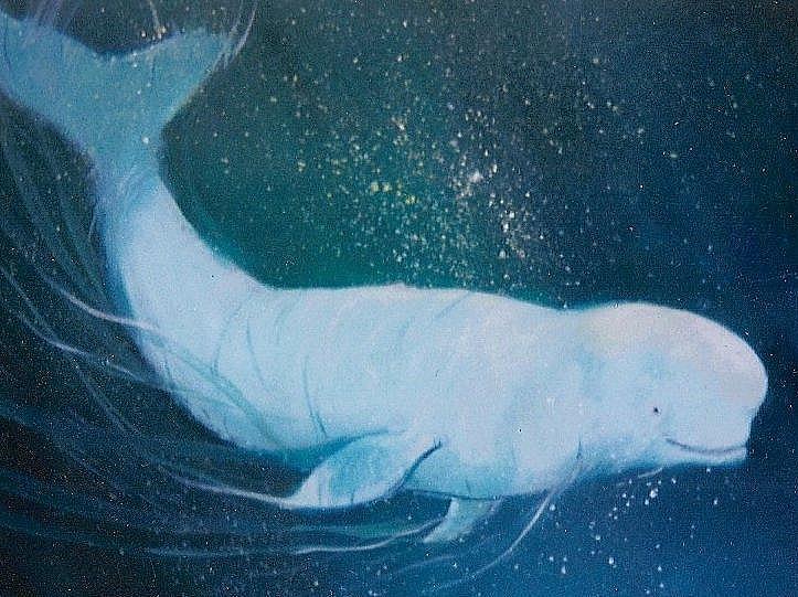 Beluga Painting by Robert Sankner
