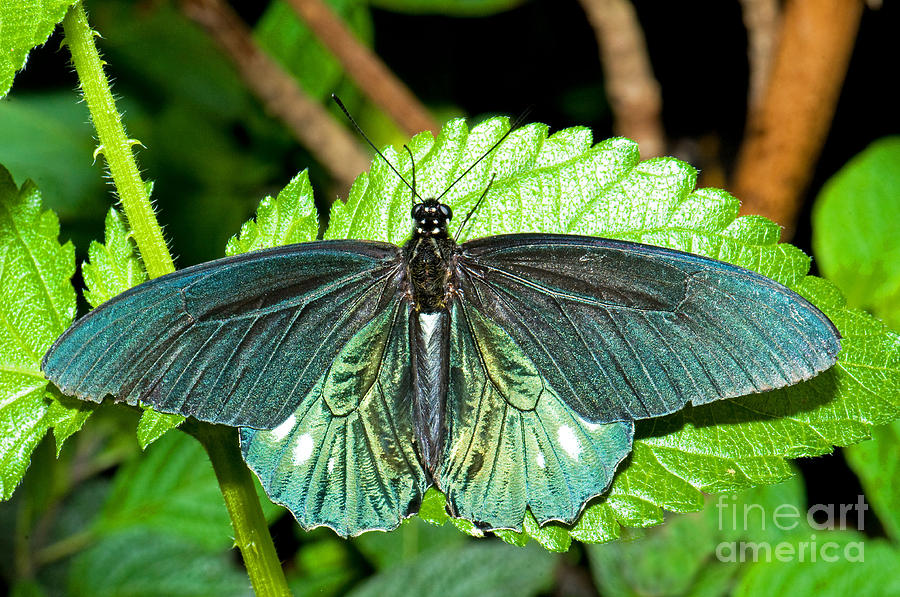 Belus Swallowtail Photograph by Millard H. Sharp - Fine Art America