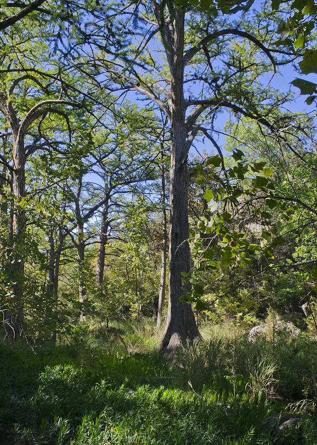 Bending Trees Photograph by Gerald Andersen - Fine Art America