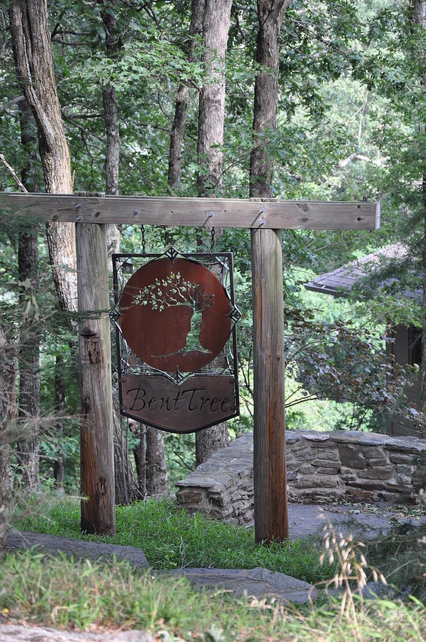 Bent Tree Photograph by David Dittmann - Fine Art America