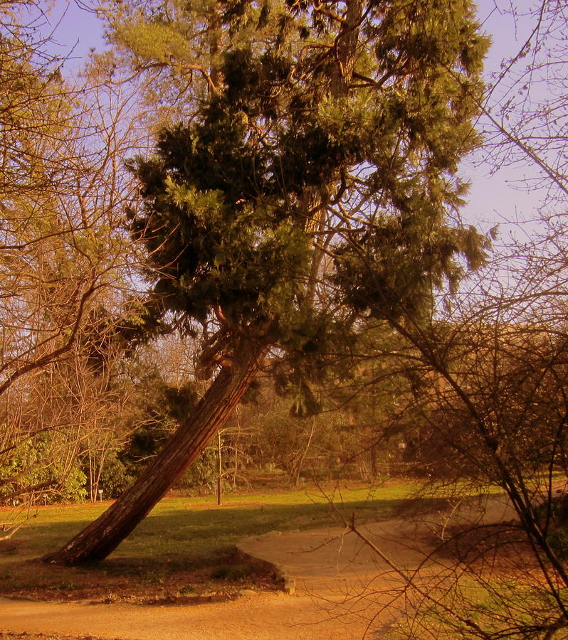 Bent Tree Photograph by Peter LaPlaca - Fine Art America