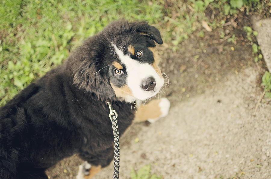 Berner faces. Photograph by Jill Lehmann - Fine Art America
