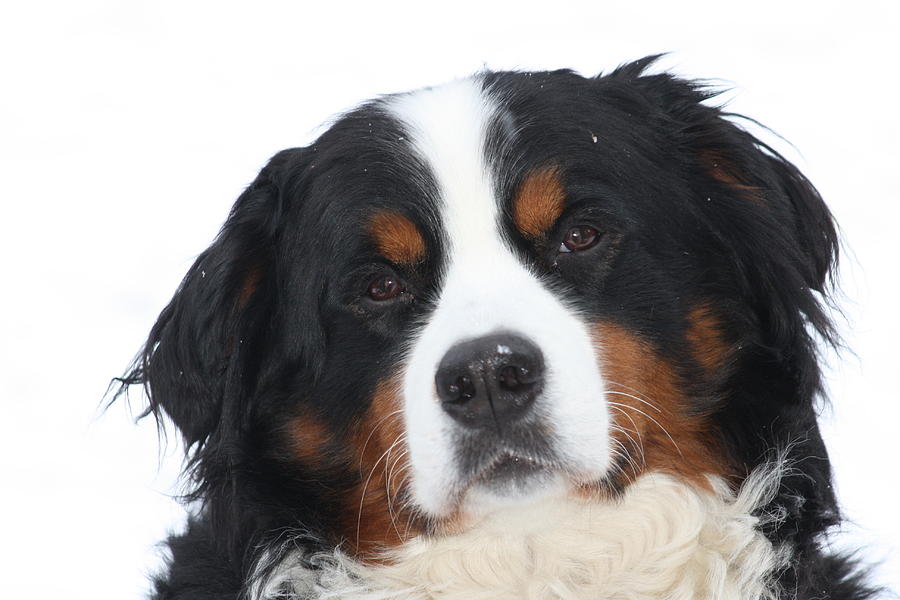Bernie Bear Photograph by Christa Duff - Fine Art America