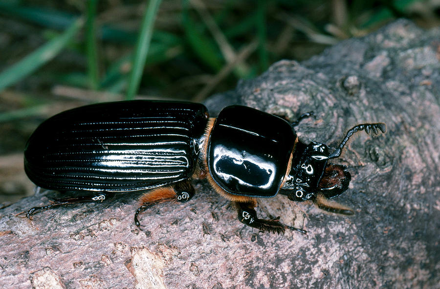 Bess Beetle by John Mitchell