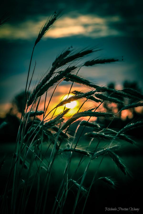 Beyond Expectations 2 Photograph by Michaela Preston - Fine Art America
