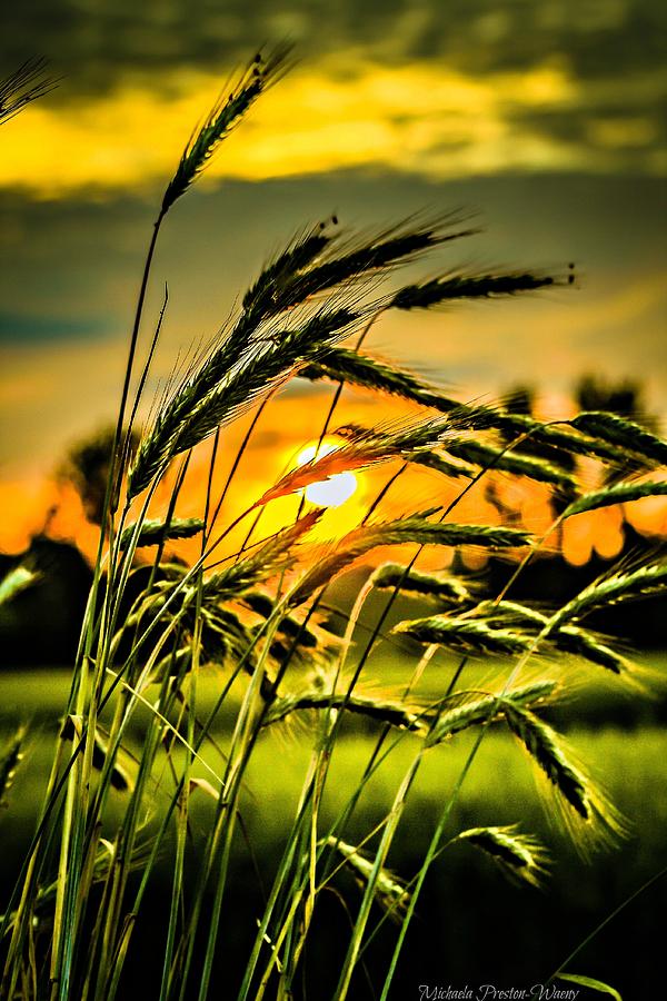 Beyond Expectations Photograph by Michaela Preston - Fine Art America