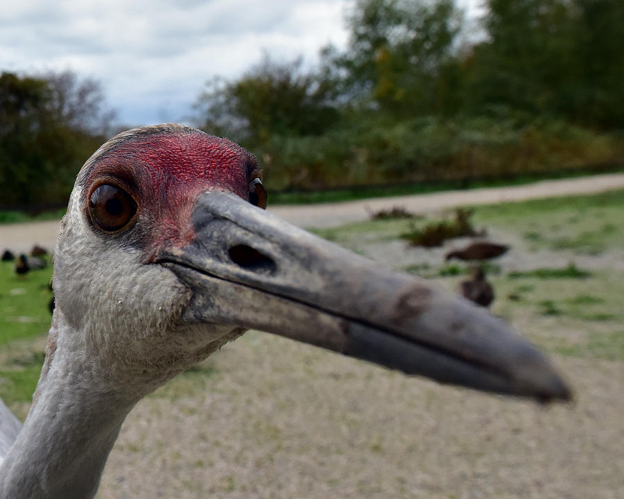 Big Beak Photograph by Wayne Broadhead - Fine Art America