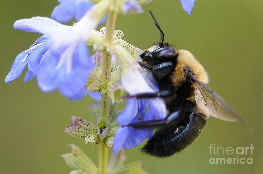 Big Bee Photograph by Linda C Johnson - Fine Art America