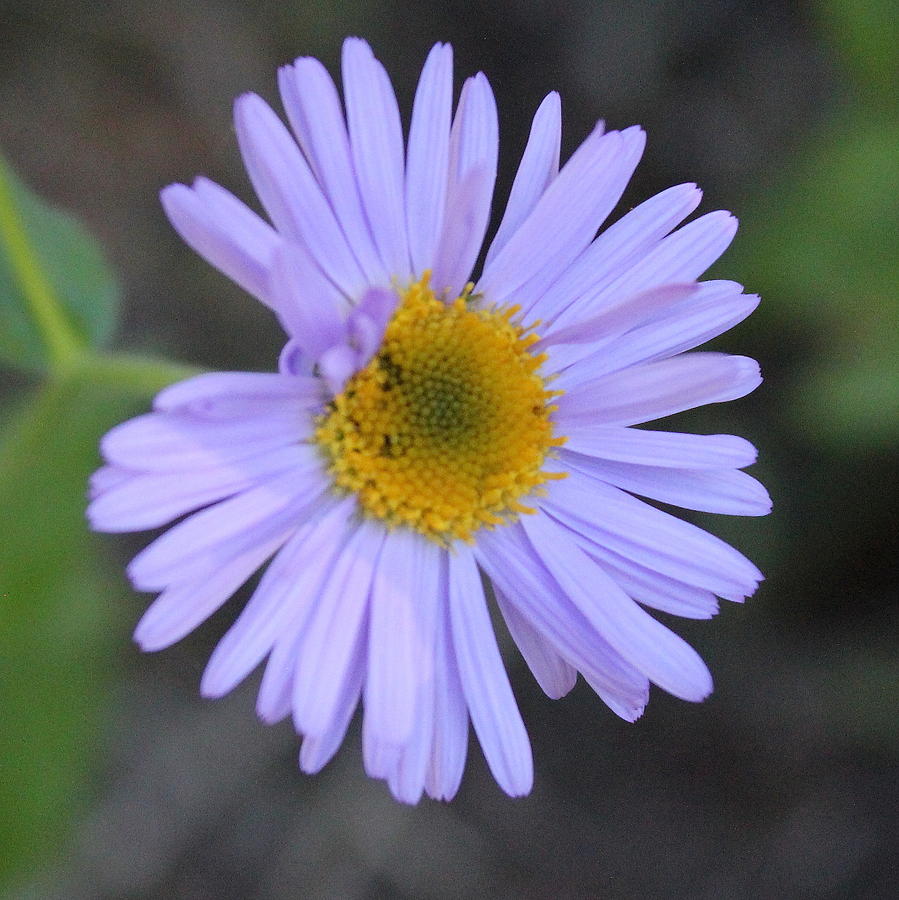 Big Blue Daisy Photograph by Mavis Reid Nugent - Fine Art America
