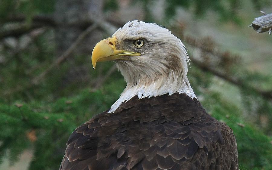Big Eagle Photograph by Donald Cramer - Fine Art America