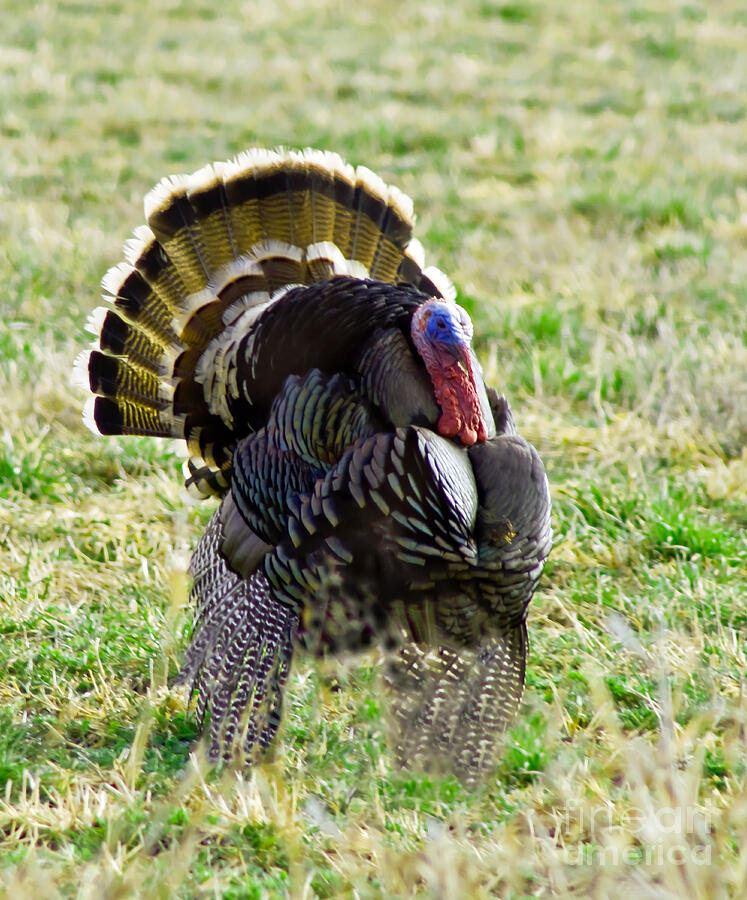 Big Tom Photograph by Robert Bales - Fine Art America