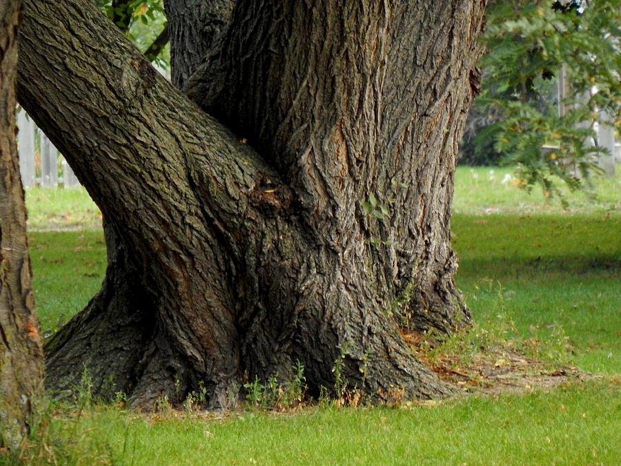 Big Trunk Photograph by Wild Thing - Fine Art America