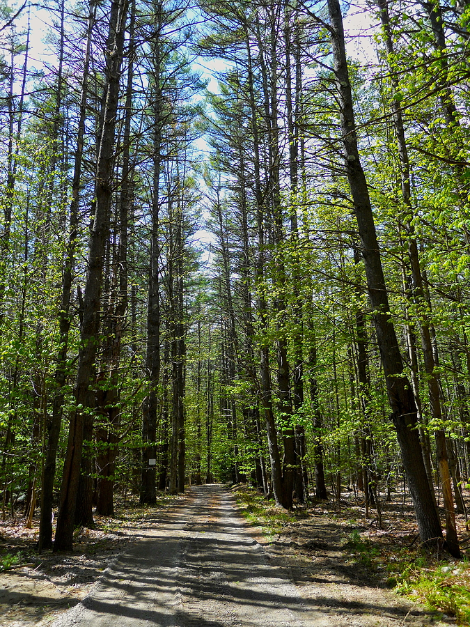 Big Woods Path Photograph by Skip Willits - Fine Art America