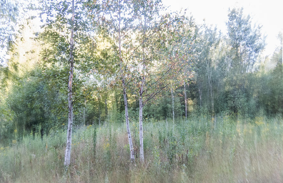 Three Birch Trees Photograph by Patti Deters - Pixels