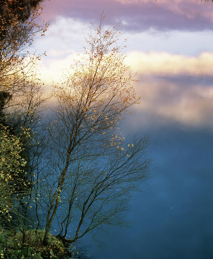 Birch Tree by Science Photo Library