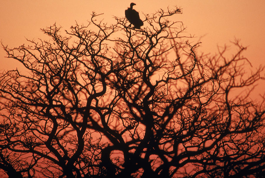 Bird In Tree Photograph by Robert Caputo - Fine Art America