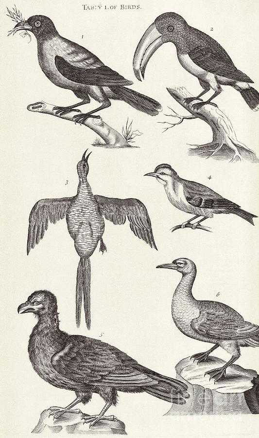 Bird Specimens, 18th Century Photograph by Middle Temple Library | Fine ...