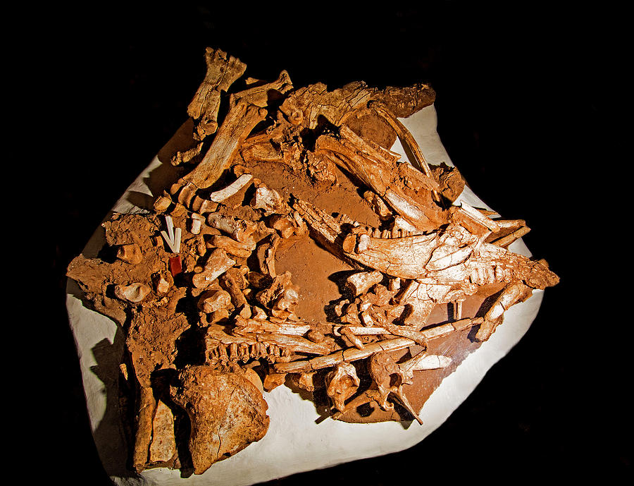 Bison Bones Photograph by Millard H. Sharp - Fine Art America