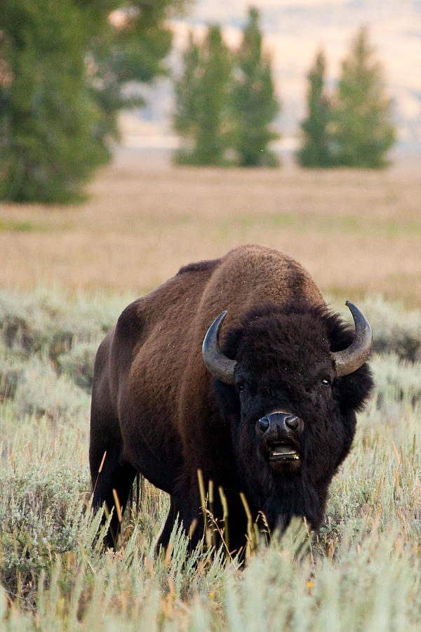 Bison Call Photograph by John Ferrante - Fine Art America