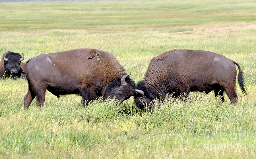 Bison square off Photograph by Eric Riesch - Fine Art America