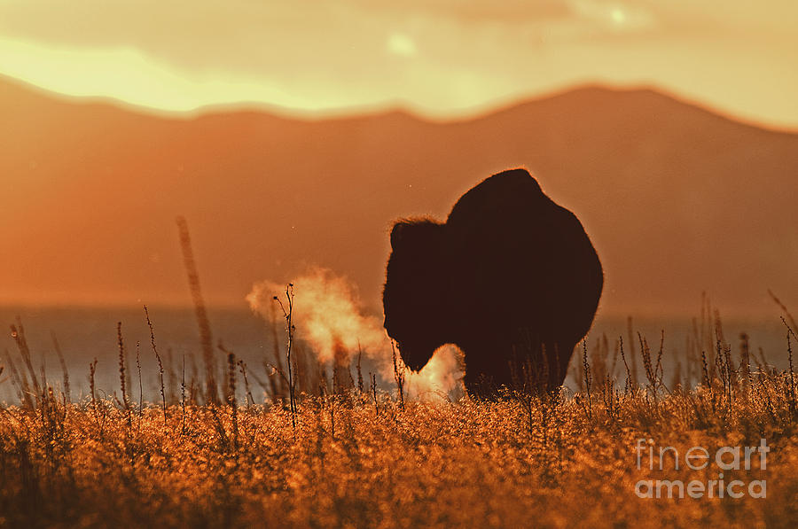 Bison sunset Photograph by Earl Nelson - Fine Art America