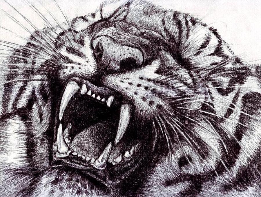 Bite Bite Drawing by Janet Moss - Fine Art America