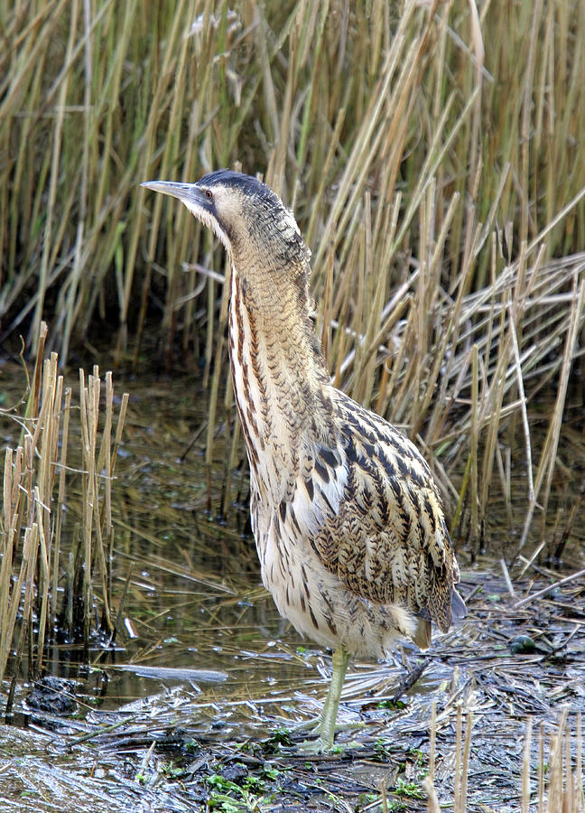 Bittern Photograph by John Devries/science Photo Library - Fine Art America