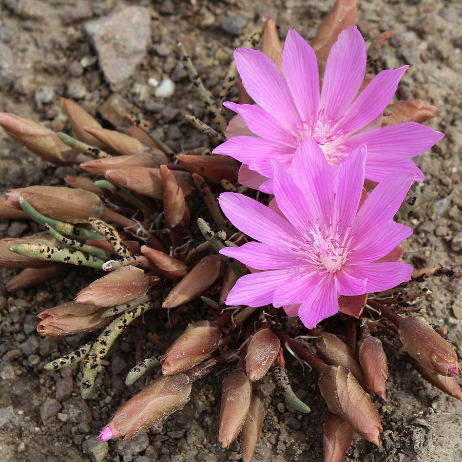 Bitterroot Photograph by Mark Eisenbeil - Fine Art America