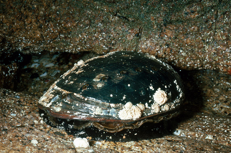 Black Abalone Photograph by William E. Townsend, Jr. | Fine Art America