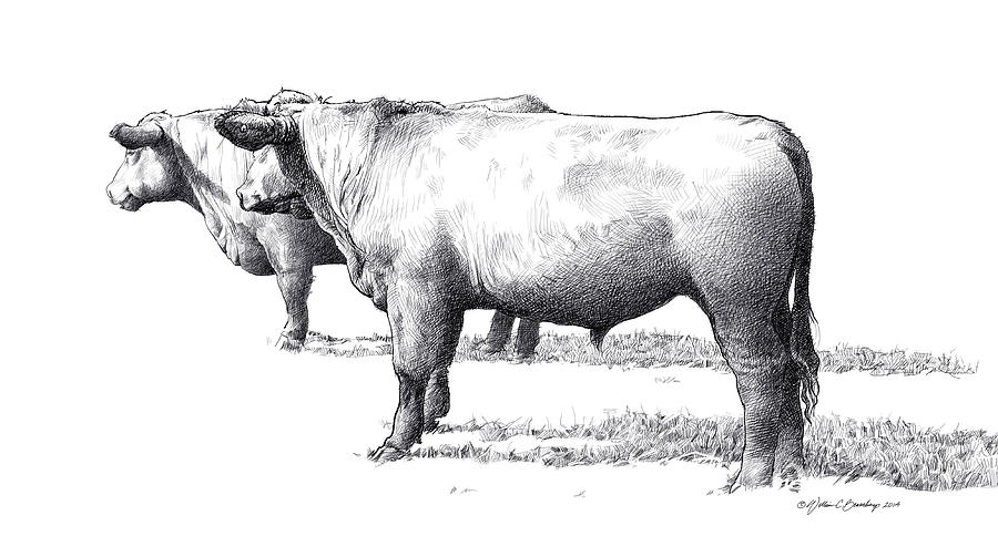 Black Angus Steers on Almshouse Road Drawing by William Beauchamp - Pixels