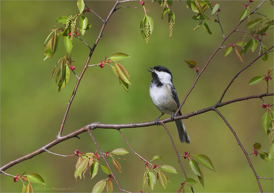 Black Capped Chickadee Singing Photograph by Daniel Behm - Fine Art America
