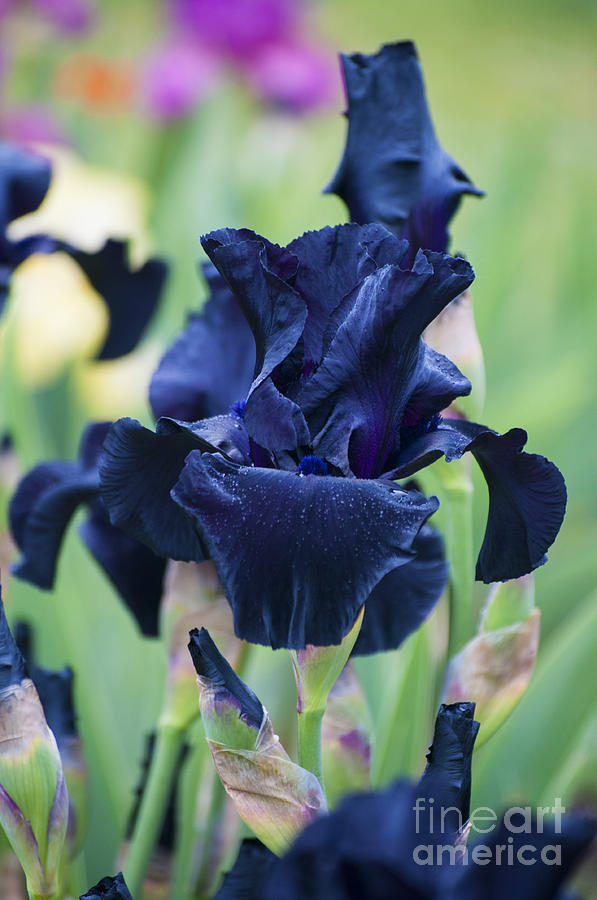 Black Iris Photograph by Mandy Judson - Fine Art America
