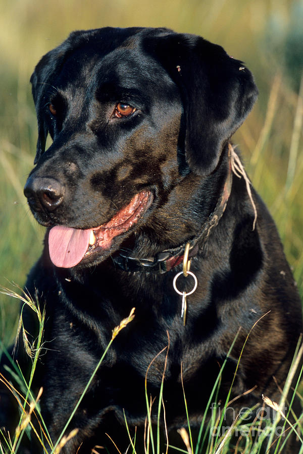 Black Labrador Photograph by William H. Mullins - Fine Art America
