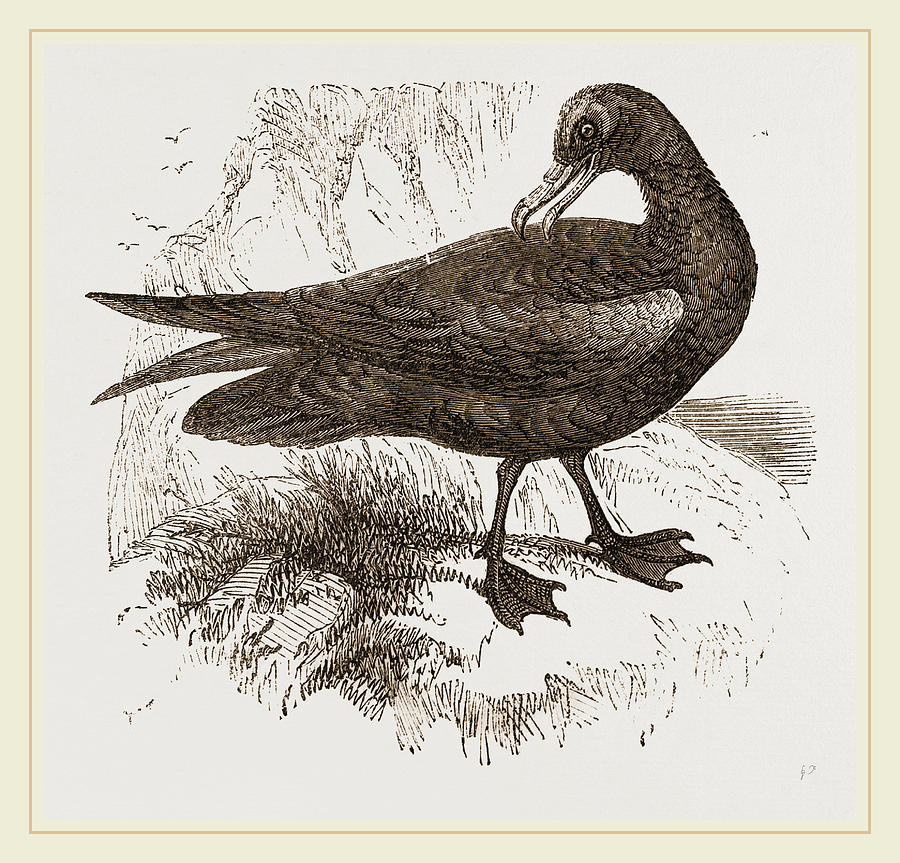 Black Petrel Drawing by Litz Collection - Fine Art America