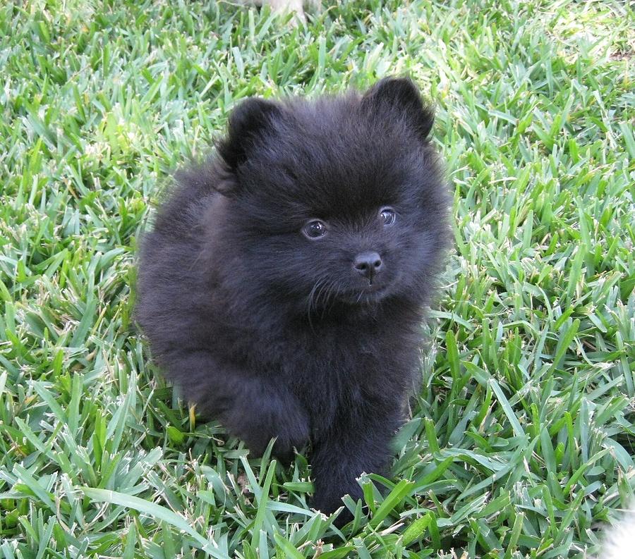 Black Pom Photograph by Evan Spicer - Fine Art America