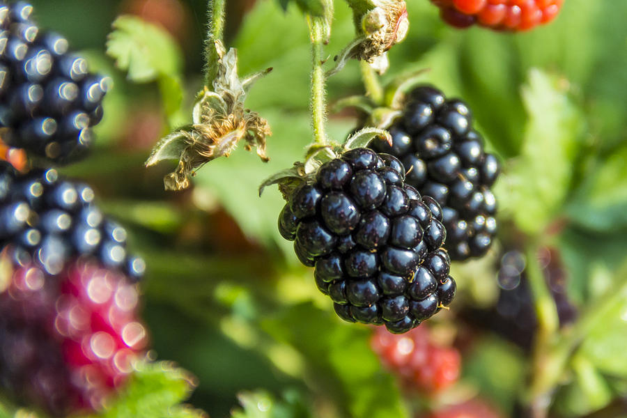 Black Raspberry Photograph by Tom Climes - Fine Art America