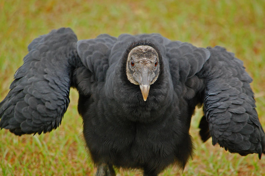 Black Vulture Photograph by Bryan Maleckar - Fine Art America