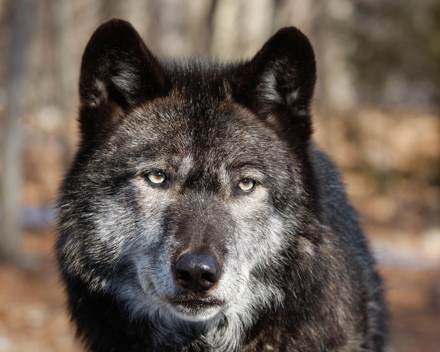 Black Wolves With Blue Eyes