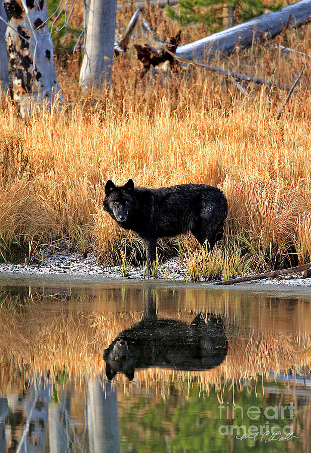 Black Wolf Reflection Photograph by Michael Waller - Pixels
