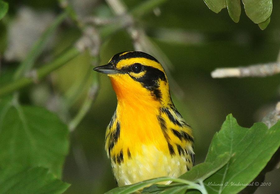 Blackburnian Warbler Photograph by Melanie Underwood - Fine Art America