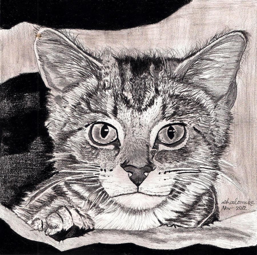 Blackie Drawing by Barnabas Adeleke - Fine Art America