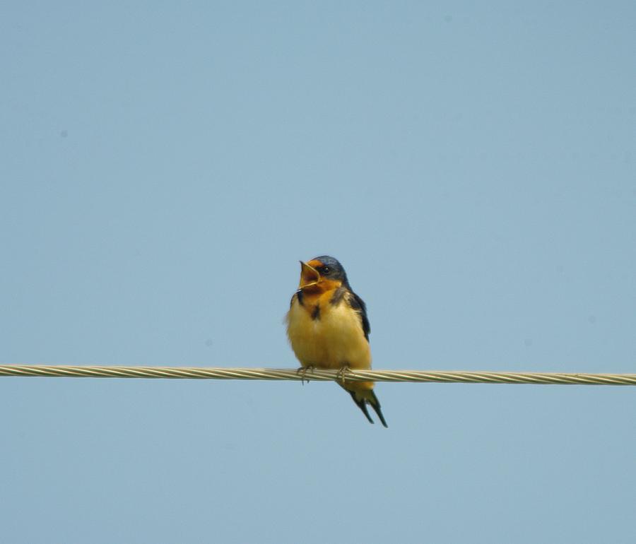 Bleat Photograph by Jeff Swan - Fine Art America