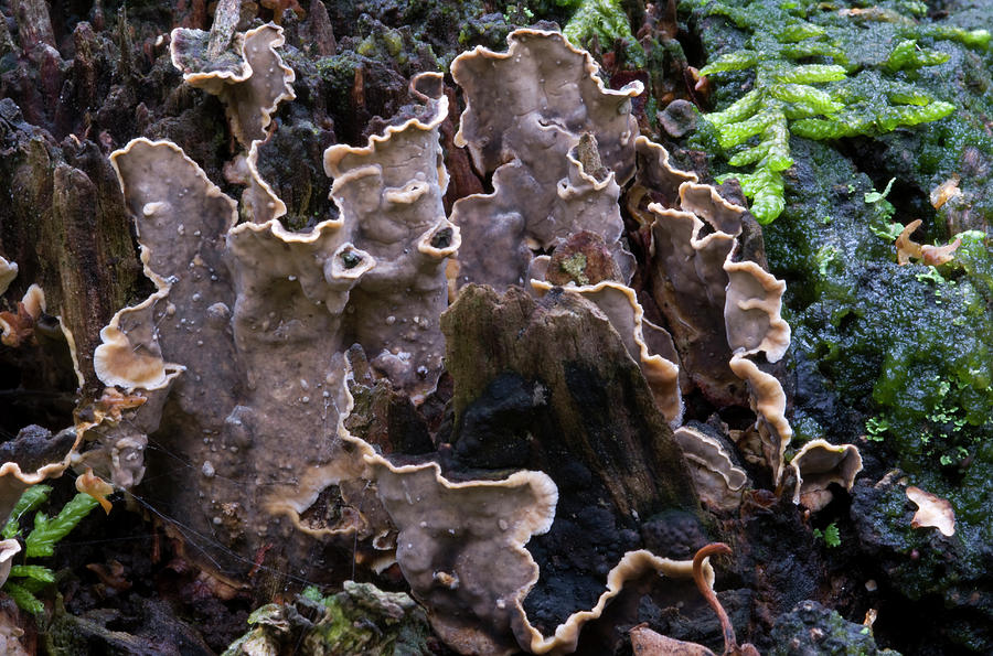 Bleeding Oak Crust by Science Photo Library