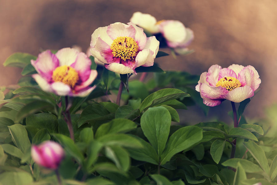 Blessed rose Photograph by Radka Linkova - Fine Art America