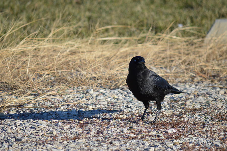 Blinking Crow Photograph by Charles Trinkle - Fine Art America